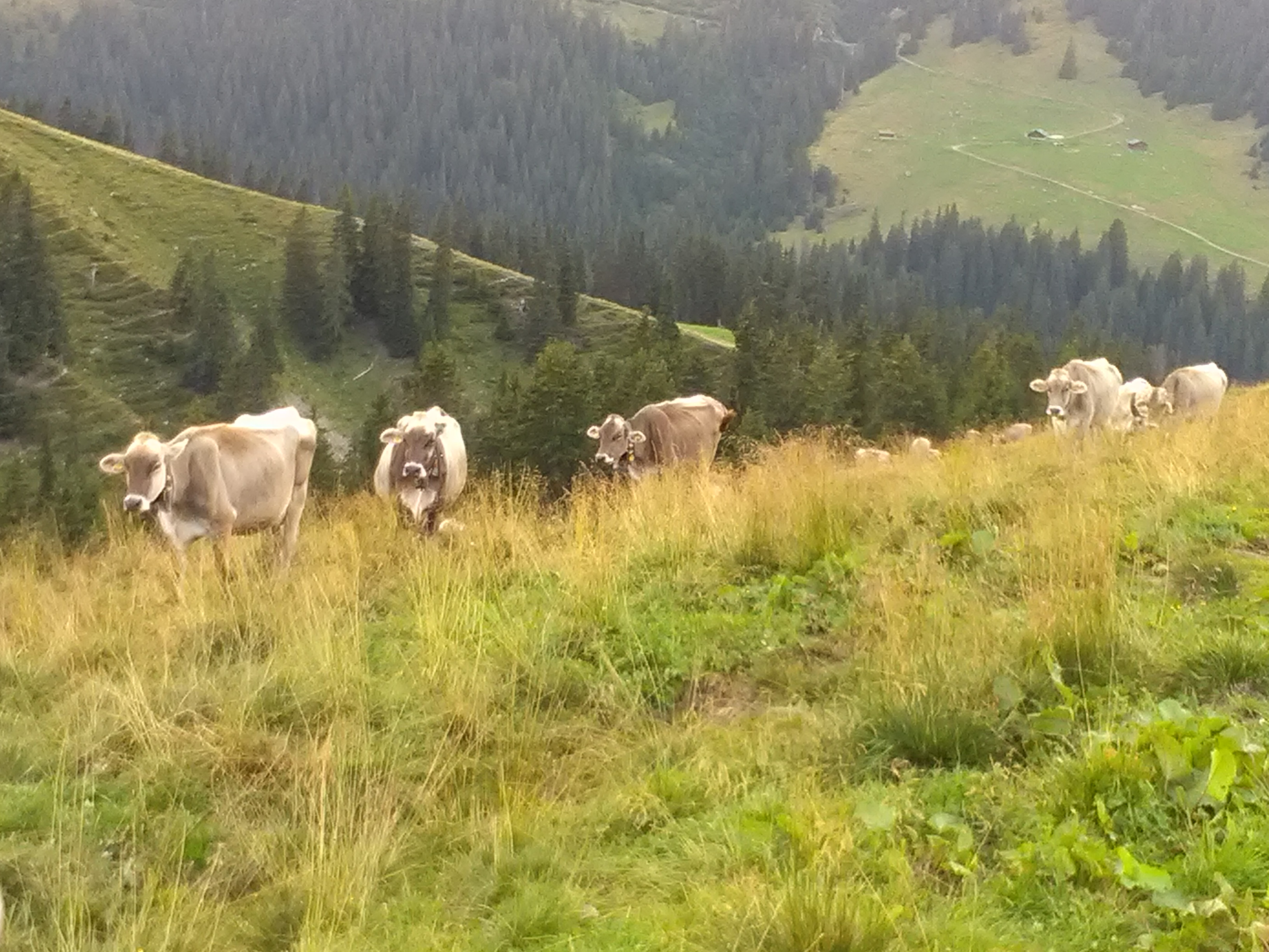 Kühe auf der Alp | Landwirtschaftliche Betriebsberatung und Treuhand ...